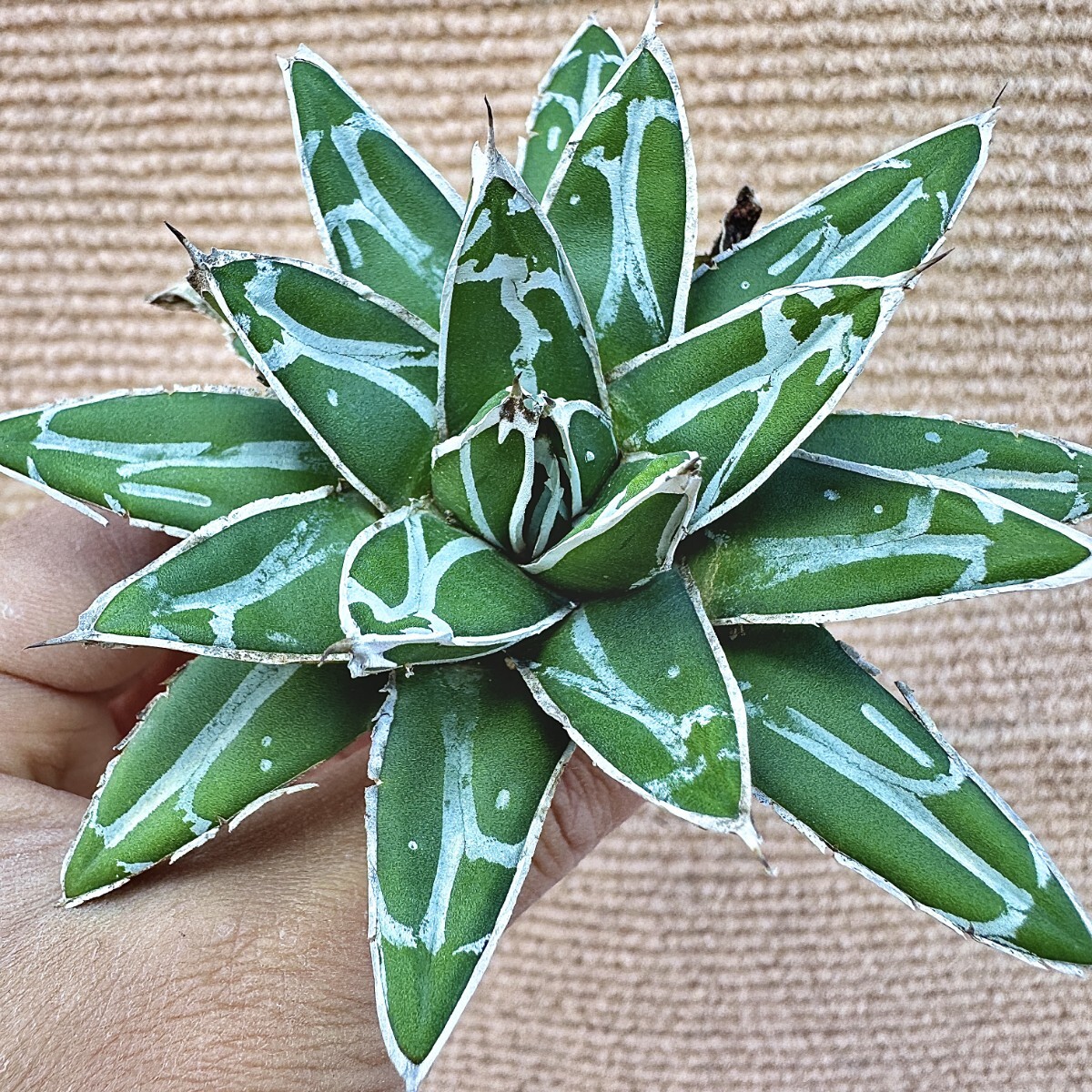 Yahoo!オークション - 【Lj_plants】Q592 アガベ 多肉植物 児玉笹の雪 ...