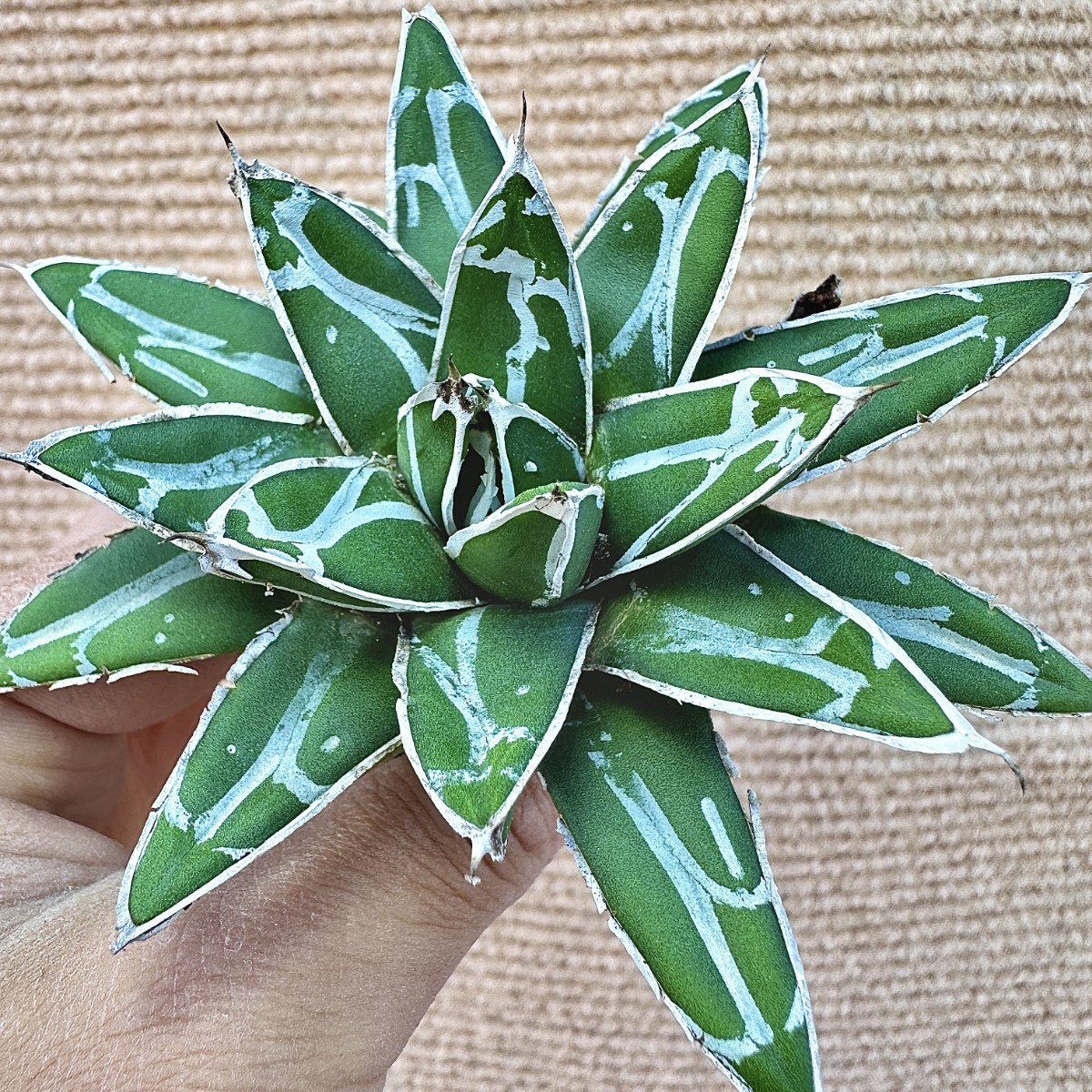 Yahoo!オークション - 【Lj_plants】Q592 アガベ 多肉植物 児玉笹の雪 ...