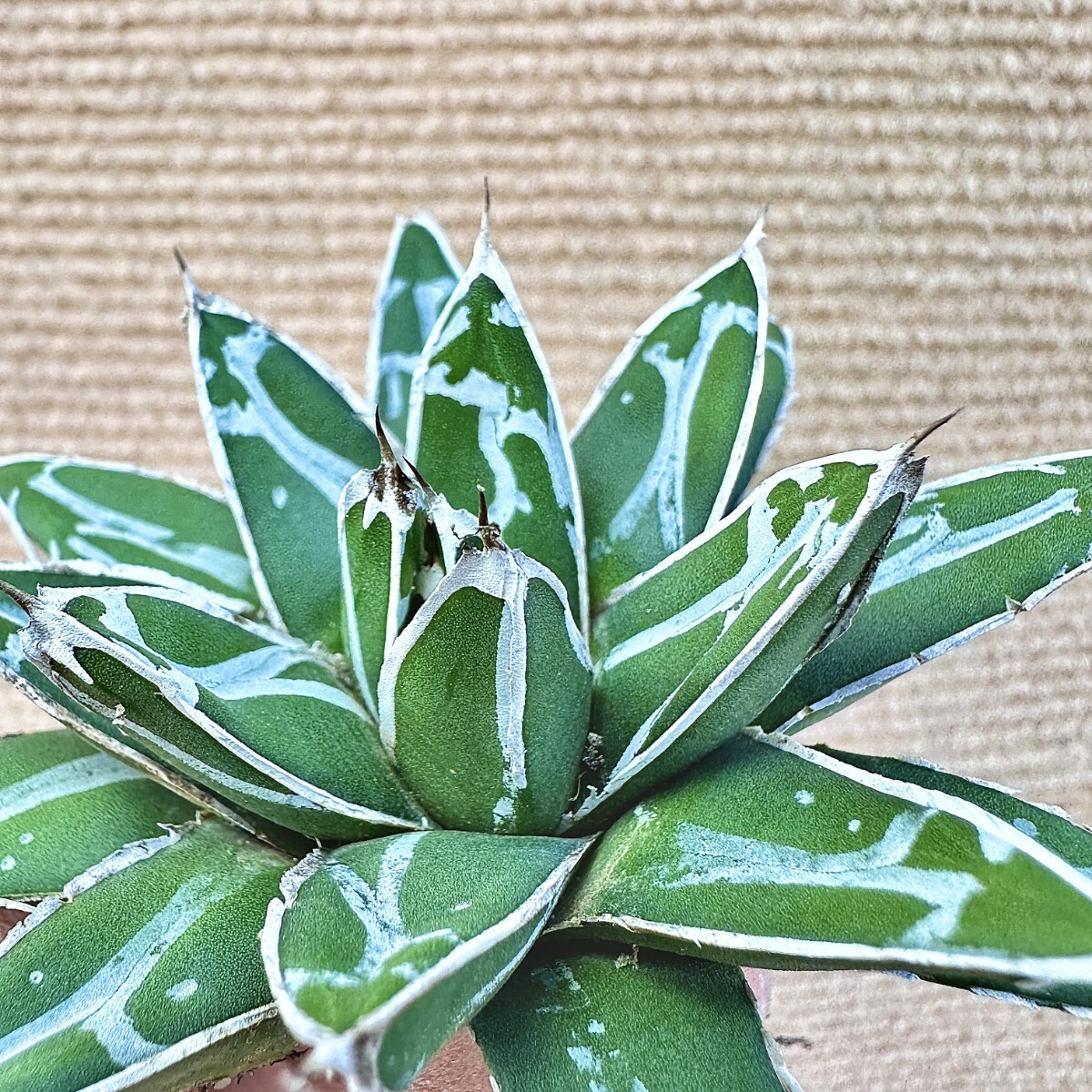 Yahoo!オークション - 【Lj_plants】Q592 アガベ 多肉植物 児玉笹の雪 ...