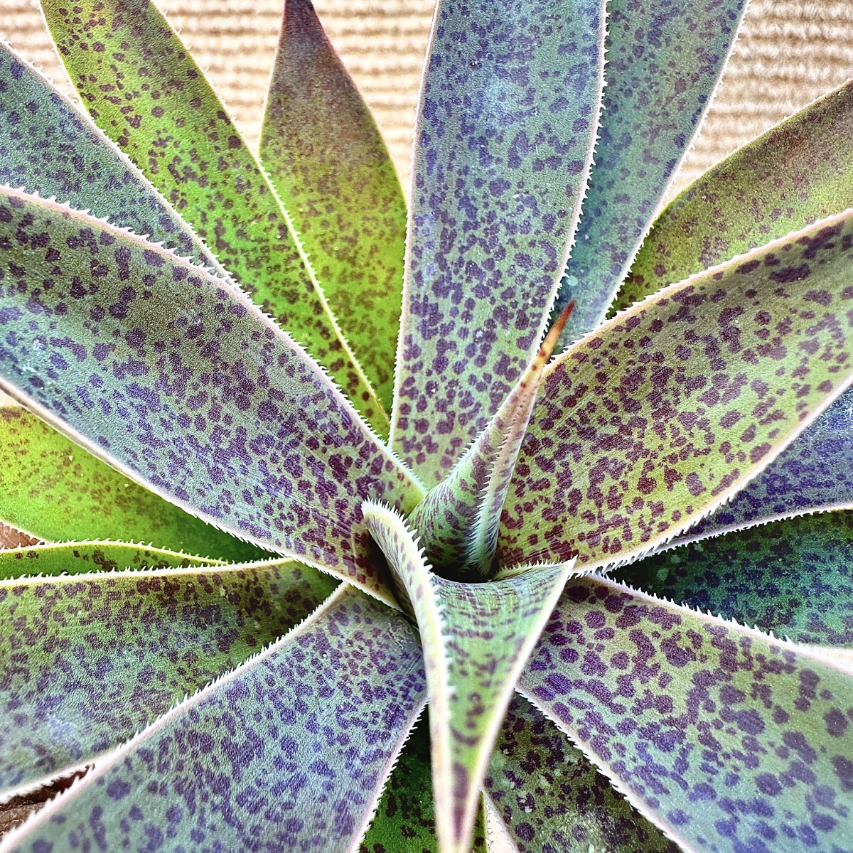 Yahoo!オークション - 【Lj_plants】Q574 激レア高級品種 多肉植物 ア...