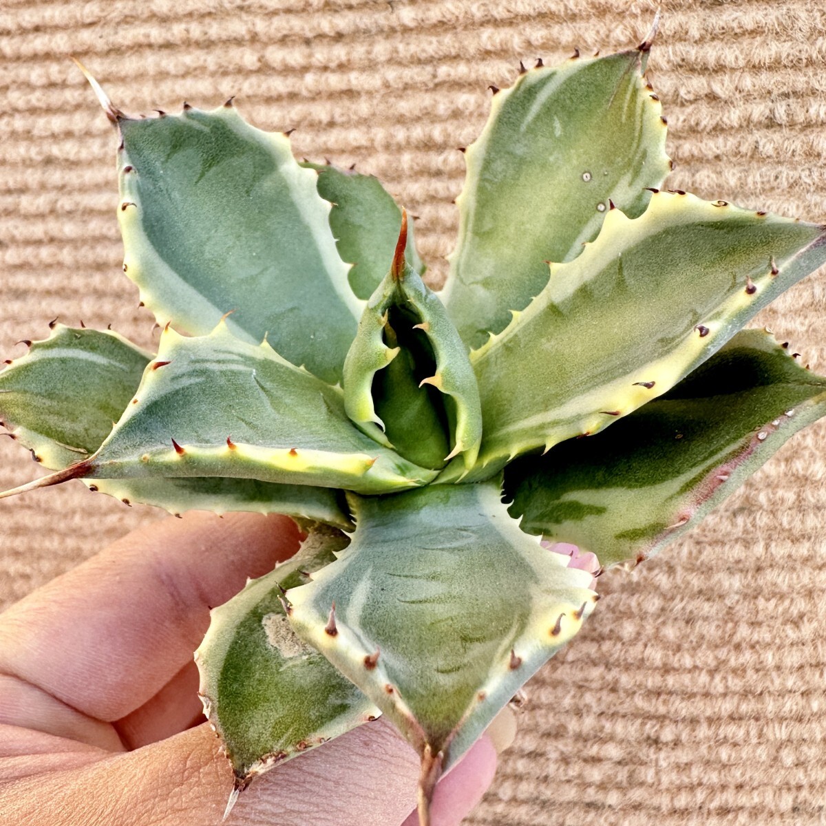 Yahoo!オークション - 【Lj_plants】Q621 激レア高級品種 アガベ 雷帝...