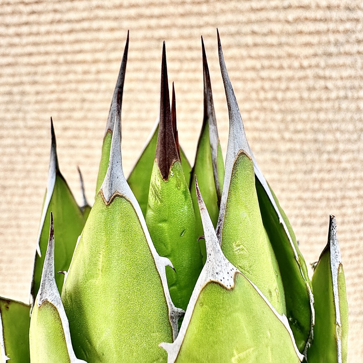 Yahoo!オークション - 【Lj_plants】Q991 激レア高級品種 多肉植物アガ...