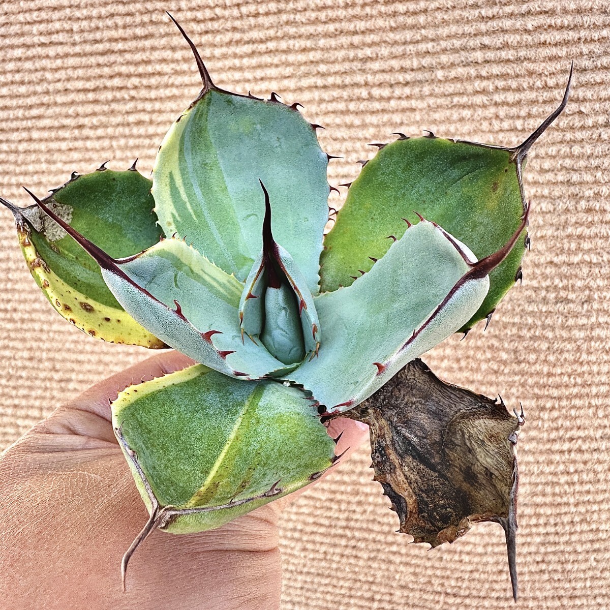 Yahoo!オークション - 【Lj_plants】Q915 アガベ パリー トルンカータ...