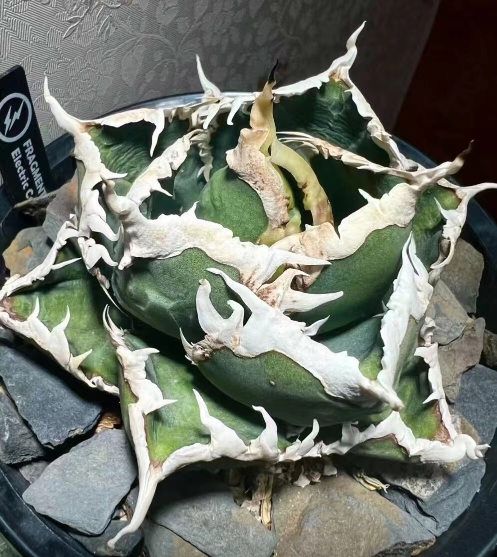 Yahoo!オークション - 【Lj_plants】Q484 貴重な希少種 アガベ チタノ...