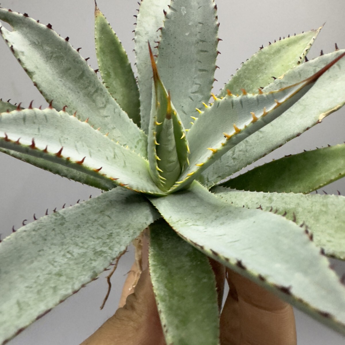 Yahoo!オークション - S38 【青田園芸】 アガベ マンガベブラッドスポ...