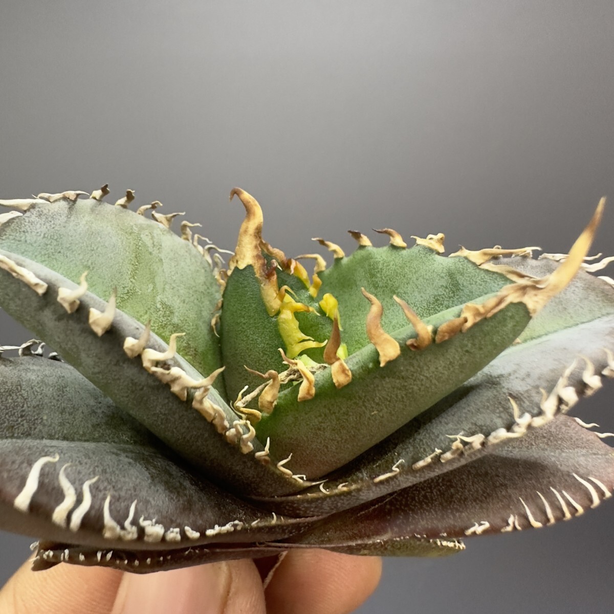 Yahoo!オークション - V19 【青田園芸】特選 アガベ 多肉植物 チタノタ...