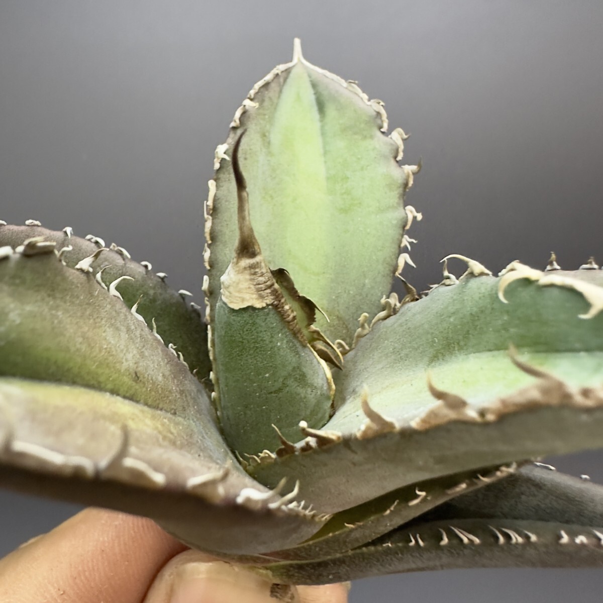 Yahoo!オークション - V39【青田園芸】 アガベ チタノタ 緑幽霊 強棘 ...