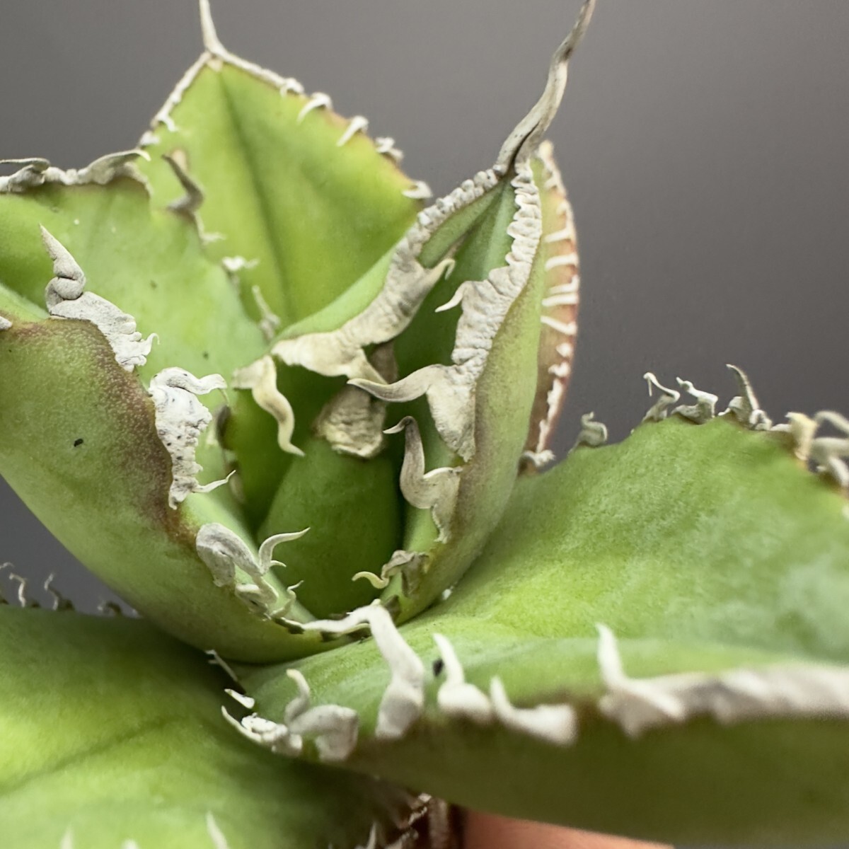 Yahoo!オークション - X39 【青田園芸】 アガベ チタノタ SAD 南アフリ...