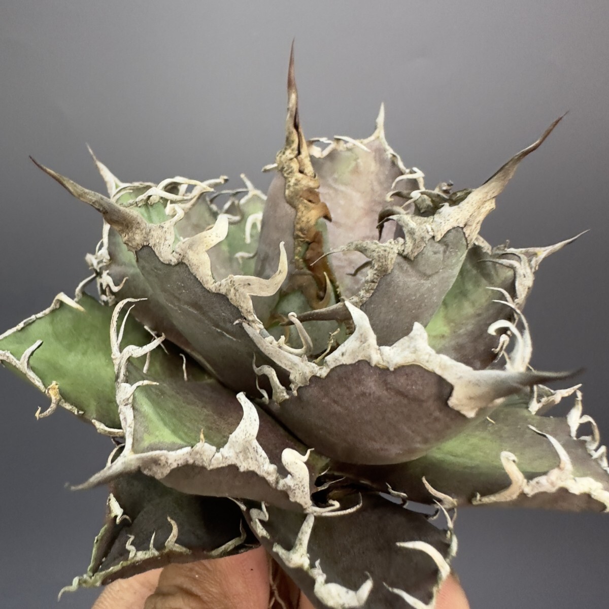 Yahoo!オークション - X44 【青田園芸】特選 アガベ 多肉植物 チタノタ...