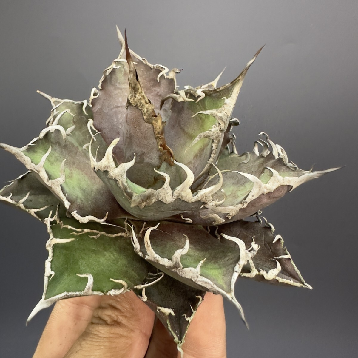 Yahoo!オークション - X44 【青田園芸】特選 アガベ 多肉植物 チタノタ...