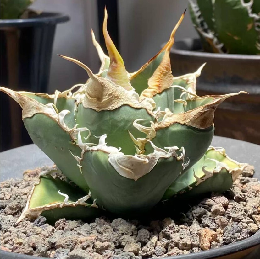 Yahoo!オークション - P48 【青田園芸】 アガベ チタノタ 緑幽霊 強棘 ...