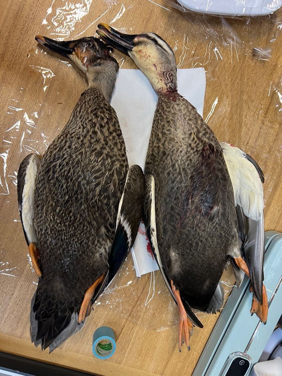 カルガモ 1 279g 1 163g 計2羽 ジビエ 鴨肉 新鮮 令和7年1月1日捕獲 空気銃5.5mm(その他)｜売買されたオークション情報、yahooの商品情報をアーカイブ公開 ...