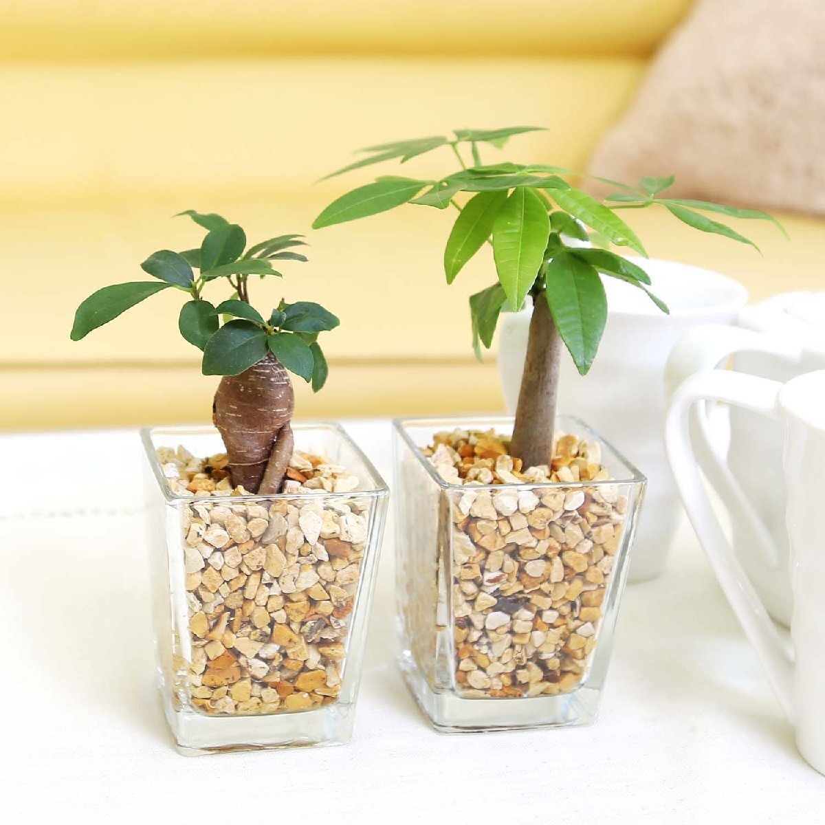 Yahoo!オークション - 土を使わず清潔感あるゼオライト植えのミニ観葉...