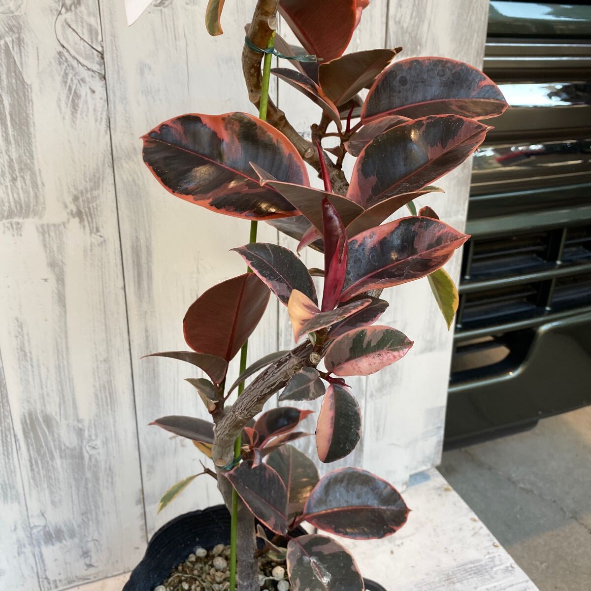 Yahoo!オークション - フィカス ルビー② 5号曲がり 鉢底から約77cm 1...