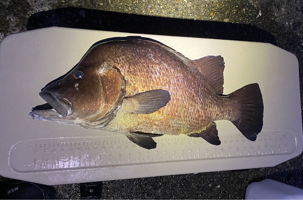 Yahoo!オークション - 【6.1kg】ヒゲダイ （検 クエ アラ