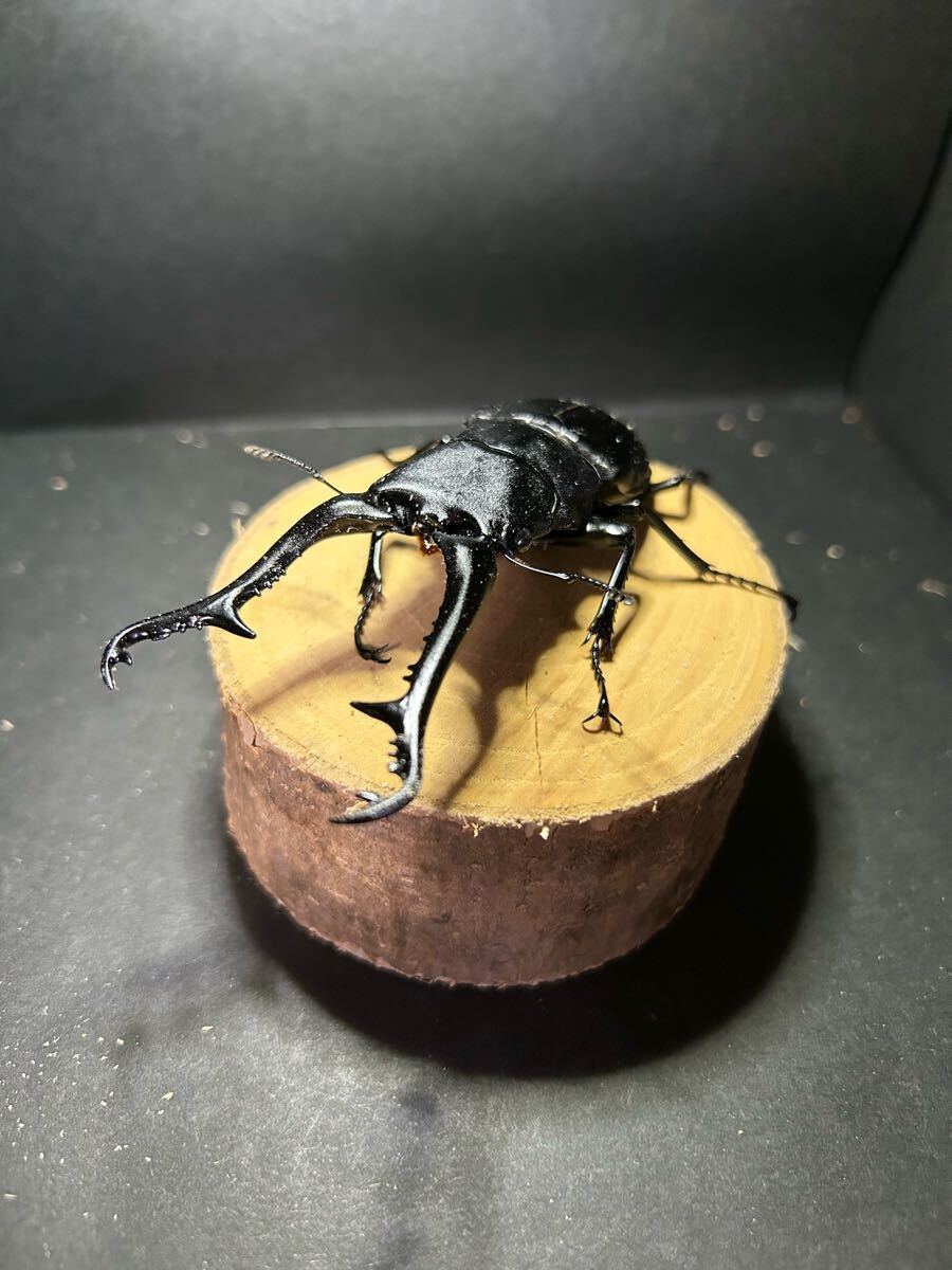 Yahoo!オークション - ギラファノコギリクワガタ (ケイスケ) WF2 オス...