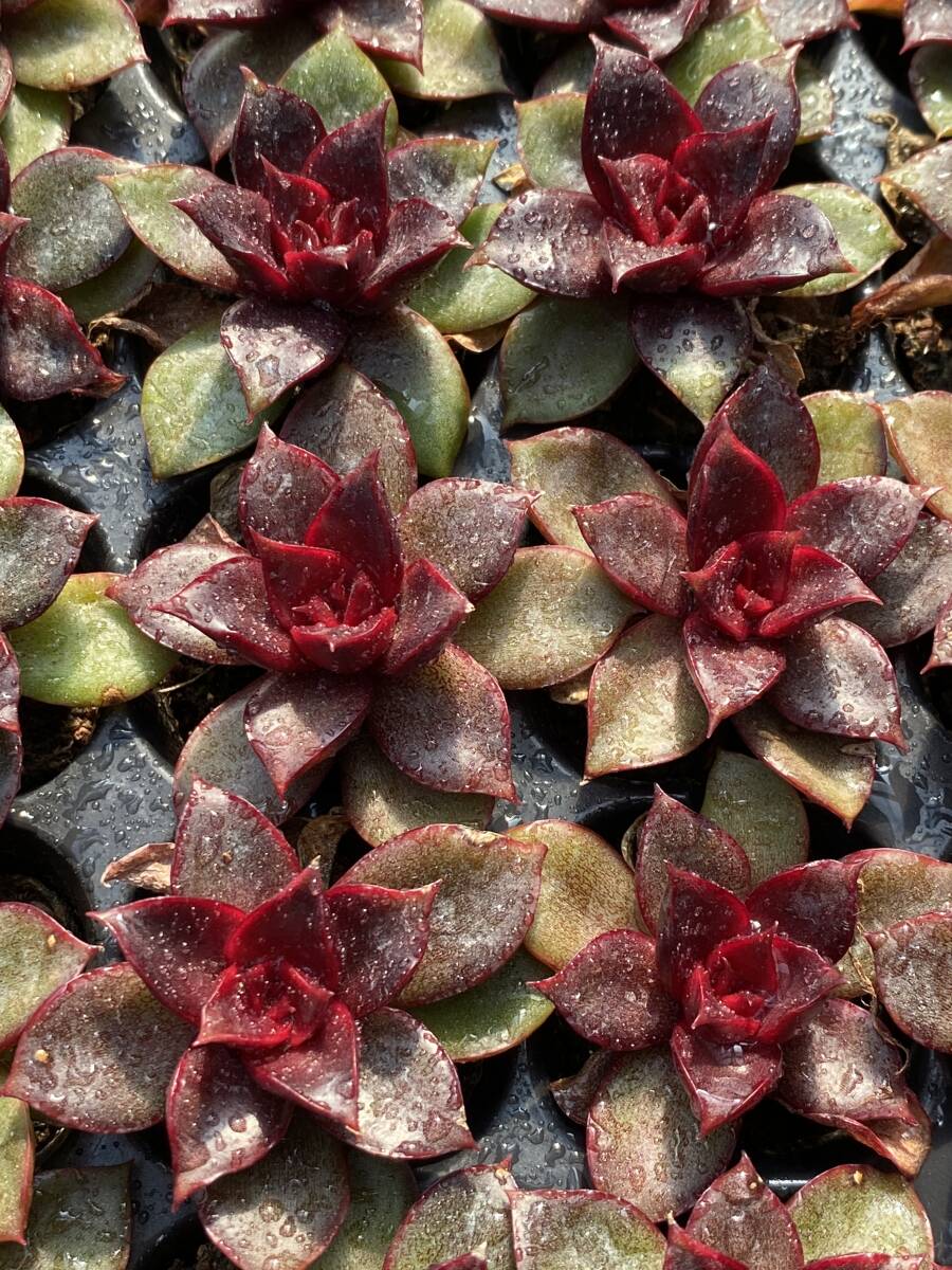 Yahoo!オークション - 105株 N240-1多肉植物 エケベリア 赤いバラ サボ...