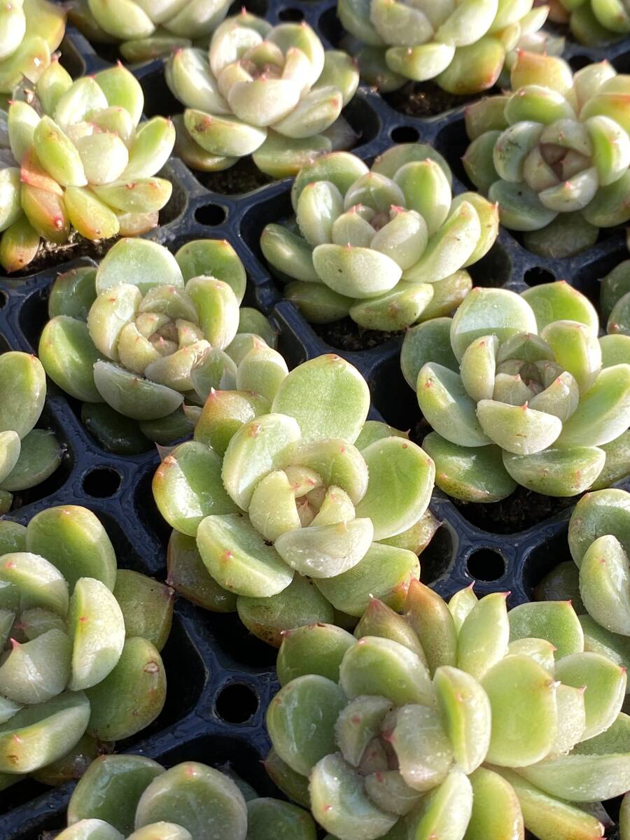 Yahoo!オークション - 72株 N285-1多肉植物 エケベリア ライラジェニー...