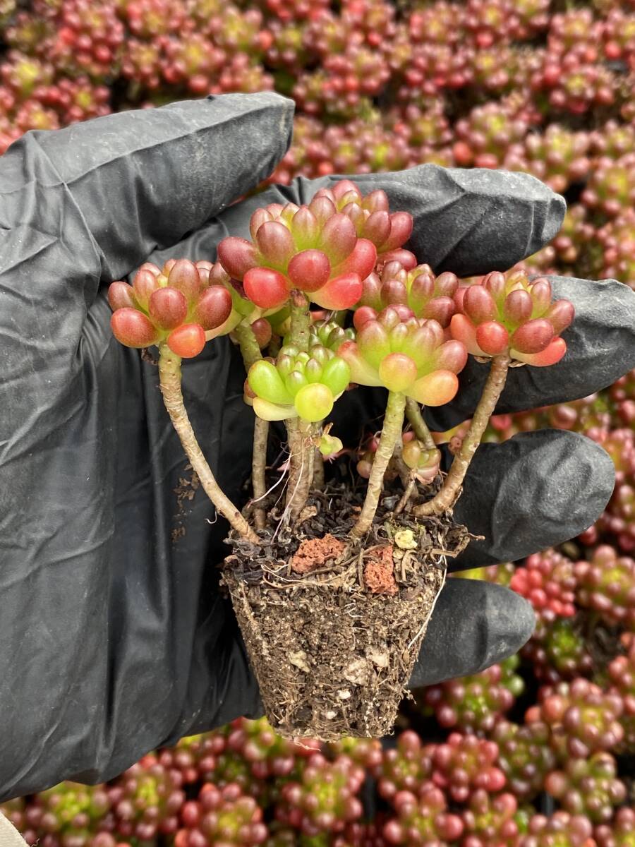 Yahoo!オークション - 72株 N117-3多肉植物 エケベリア 赤ベリー サボ...