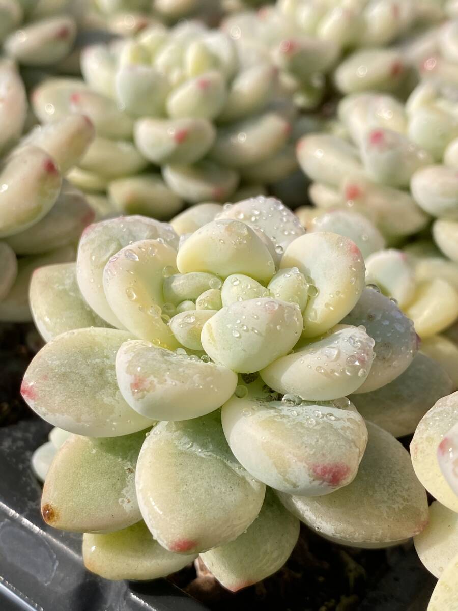 Yahoo!オークション - 50株 N230-3多肉植物 エケベリア 美杏錦 サボテ...