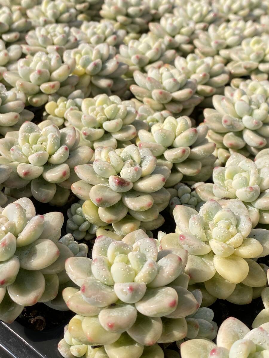 Yahoo!オークション - 50株 N230-3多肉植物 エケベリア 美杏錦 サボテ...