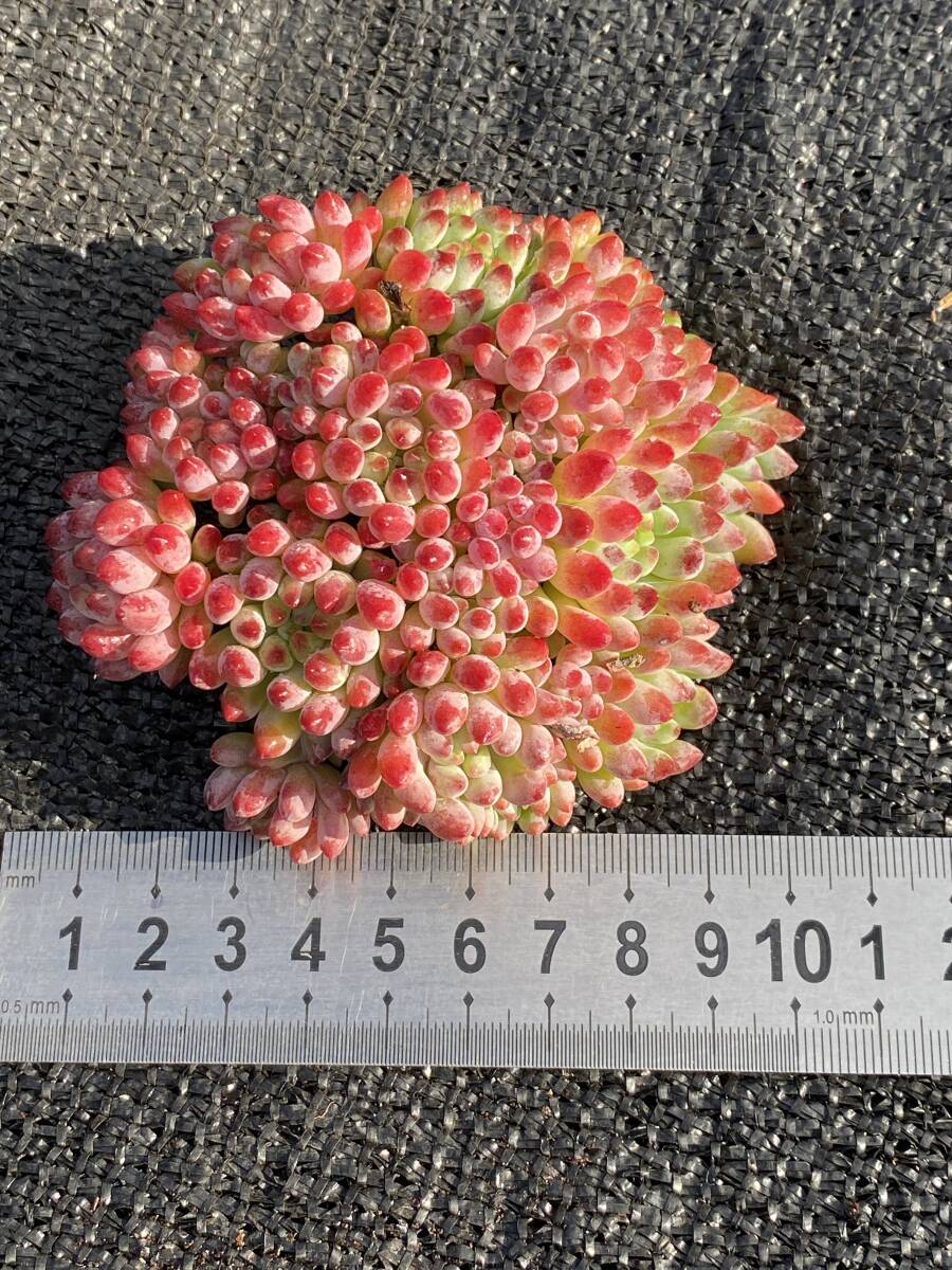 Yahoo!オークション - 25株 S518-2 エケベリア 韓国苗 サボテン 多肉植...