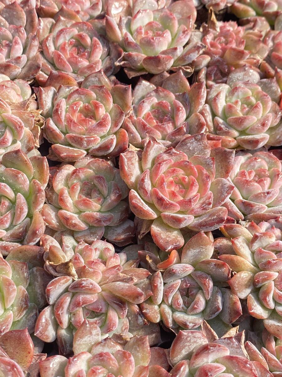 Yahoo!オークション - 105株 U71-1 多肉植物 エケベリア 琥珀 サボテン...