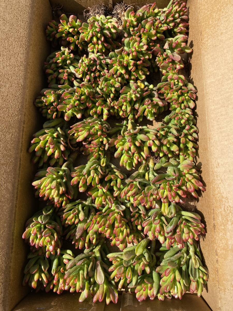 Yahoo!オークション - Y560-2 エンシショウ 28苗セット 抜き苗 多肉植...