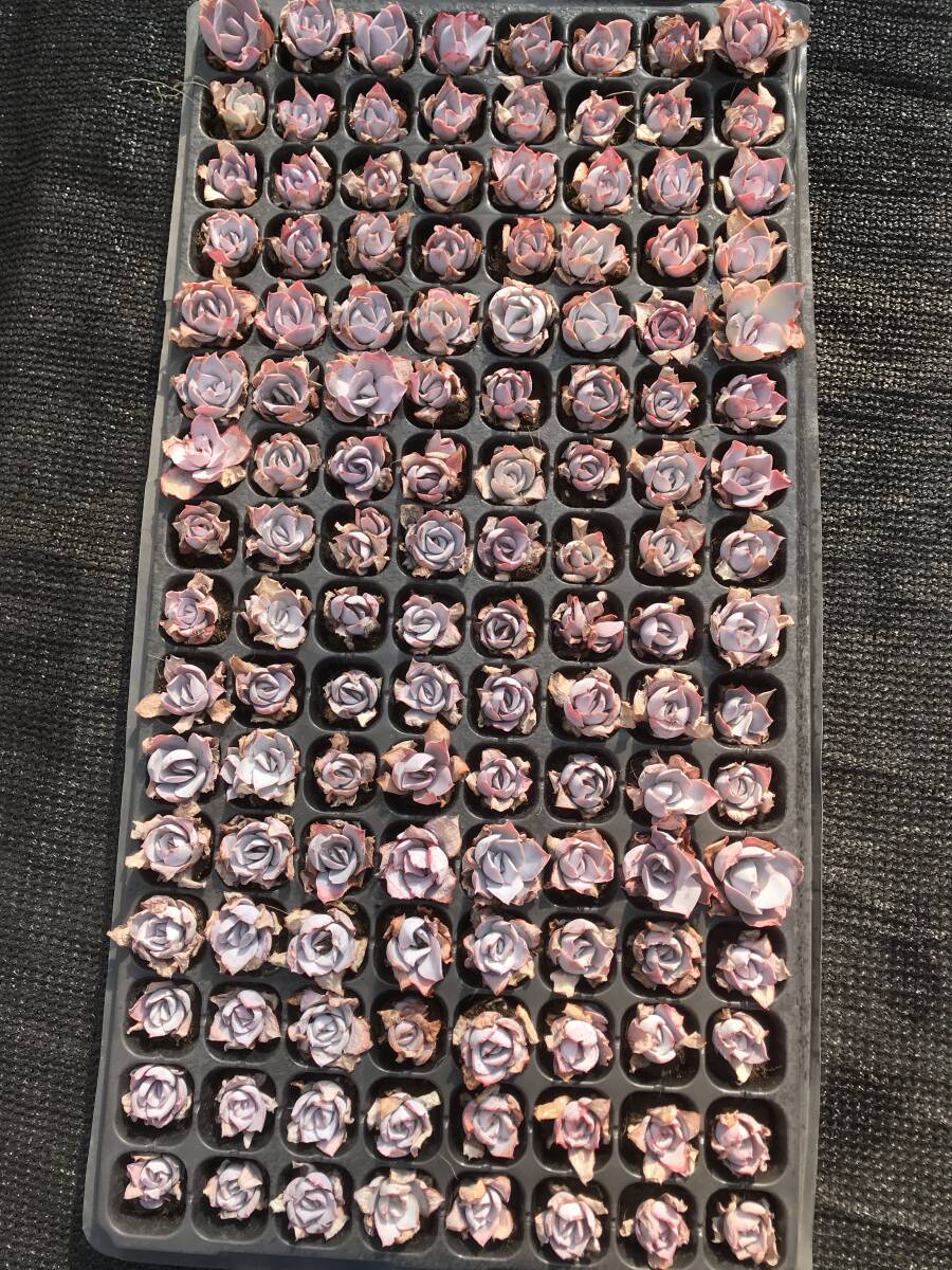 Yahoo!オークション - 128株 B94-2 多肉植物 エケベリア カンテ サボテ...