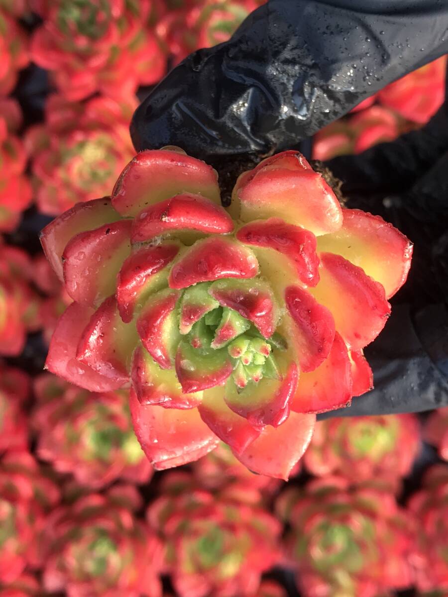 Yahoo!オークション - 72株 B92-2 多肉植物 エケベリア ディア サボテ...