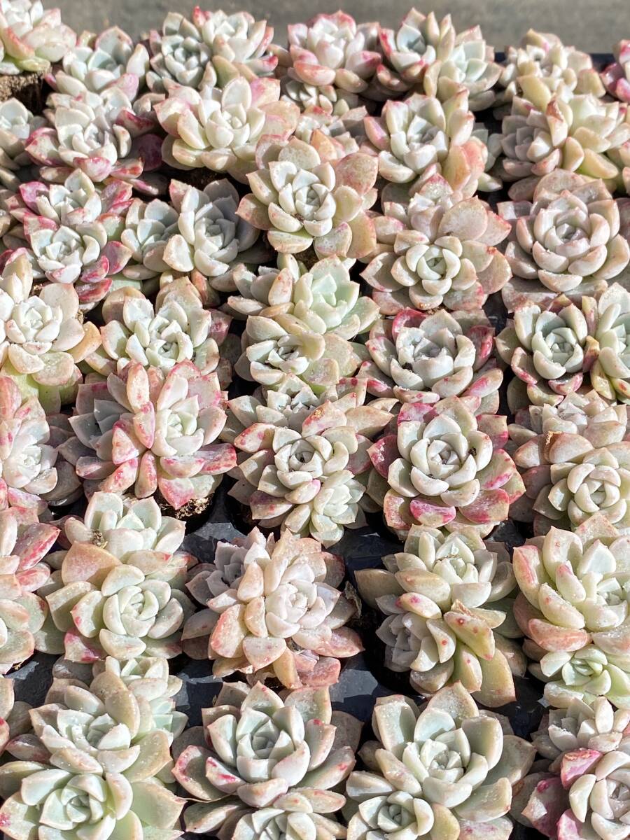 Yahoo!オークション - 105株 B227-4 多肉植物 エケベリア ピンク斑点 ...