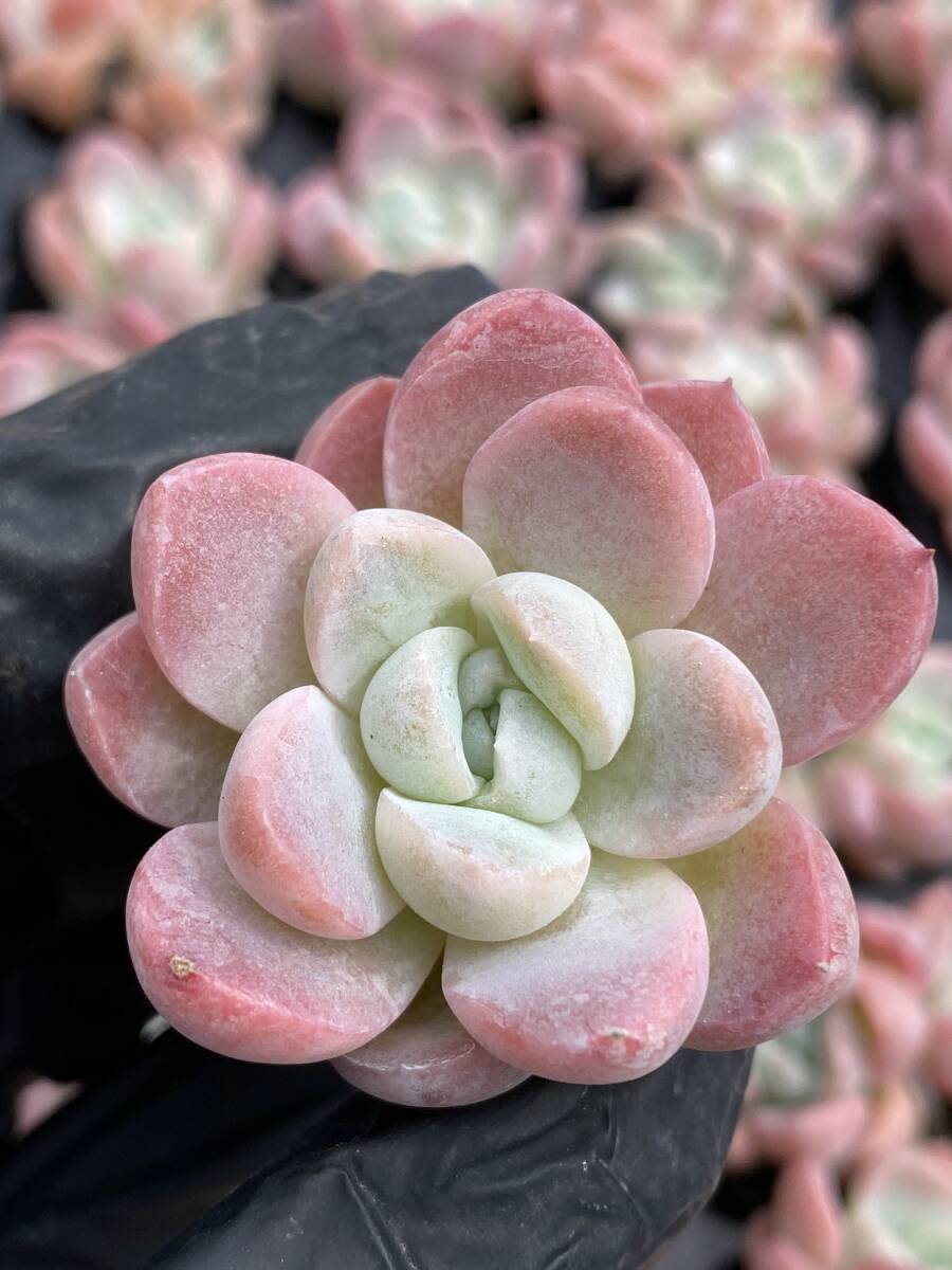 Yahoo!オークション - 105株 B72-4 多肉植物 エケベリア 雪媚嬢 サボテ...