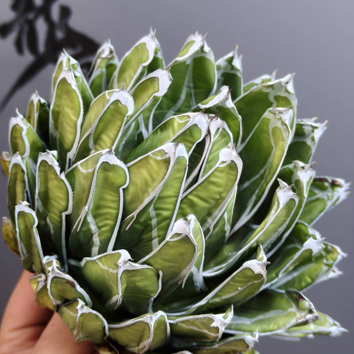 Yahoo!オークション - 【龍園觀】No.W57 特選 【数量限定】アガベ ダル...