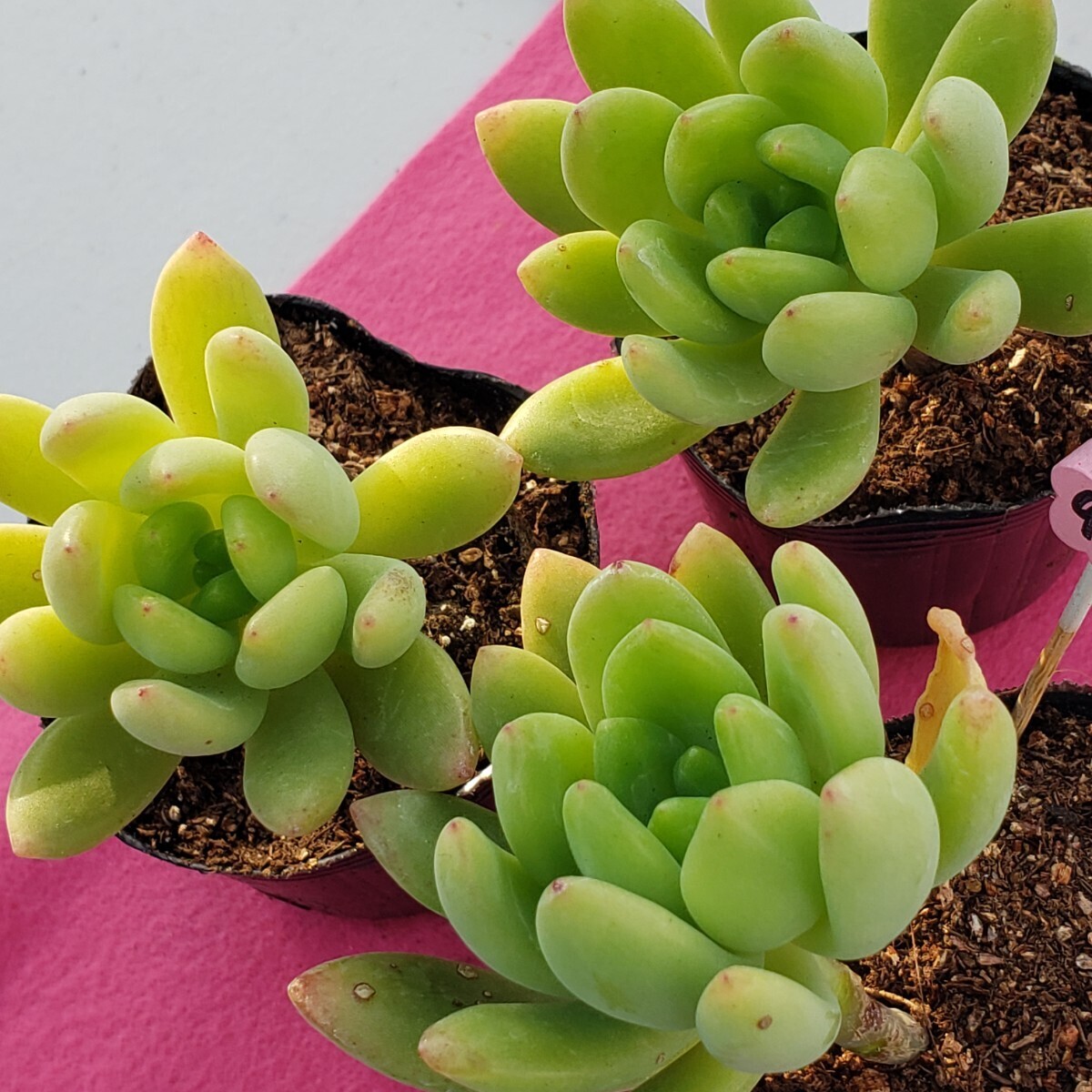 Yahoo!オークション - 多肉植物NO95 春萌 3個セット 6㎝ポット 抜き苗...