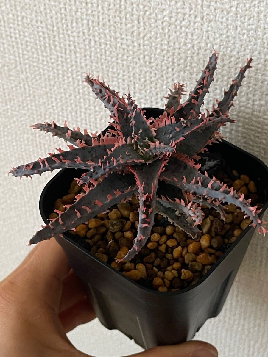 Yahoo!オークション - アロエ TCT ハイブリッド / 同梱可 【PR】