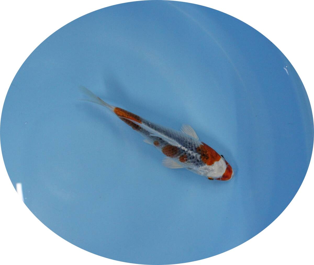 Yahoo!オークション - 【KHF】 錦鯉 孔雀 約17Cm 青木養鯉場産...