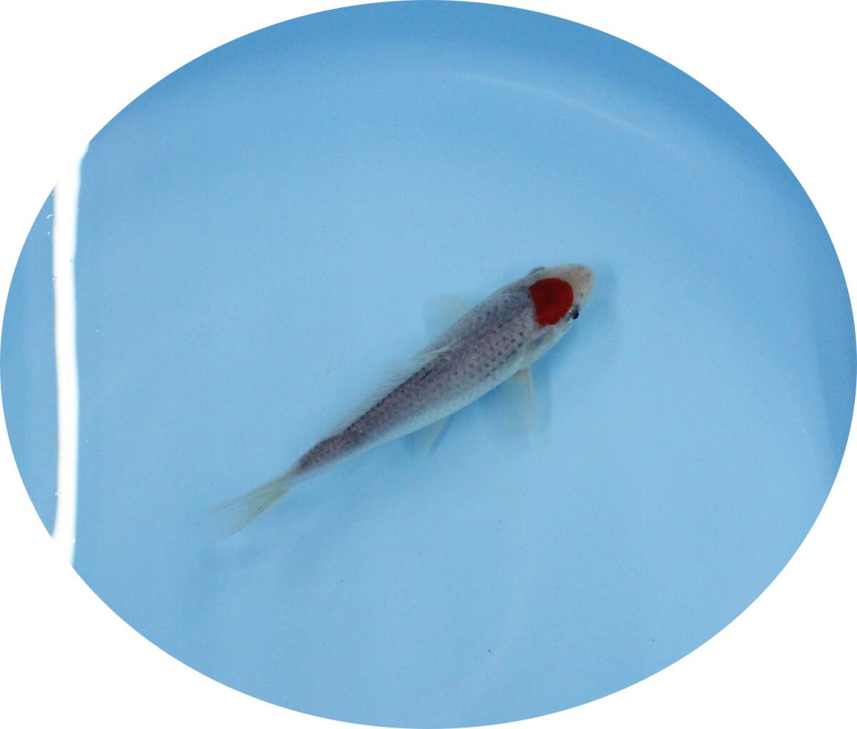 Yahoo!オークション - 【KHF】 錦鯉 丹頂五色 約14Cm 青木養鯉...