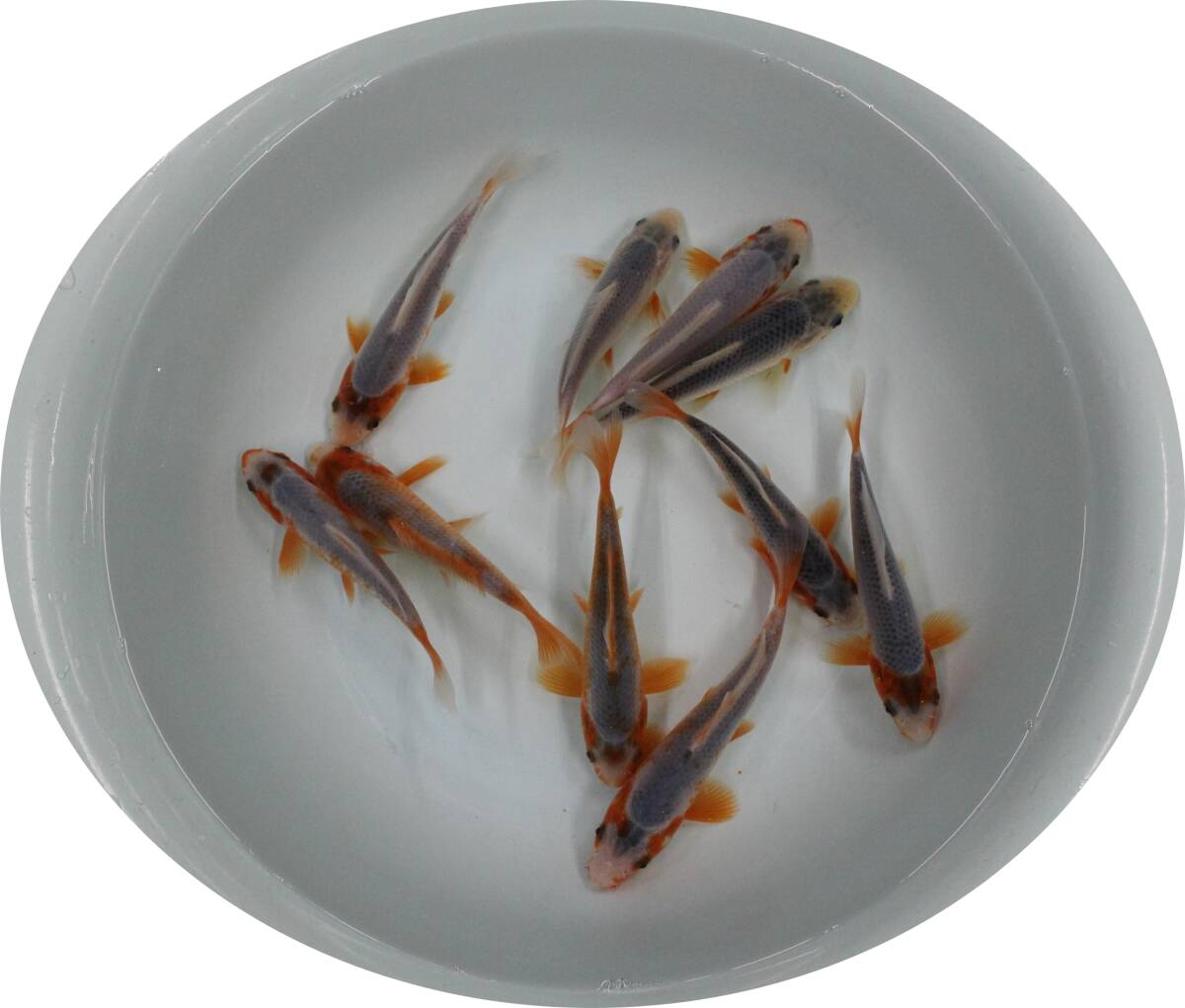 Yahoo!オークション - 【KHF】 錦鯉 浅黄 約13～16Cm 10セ...