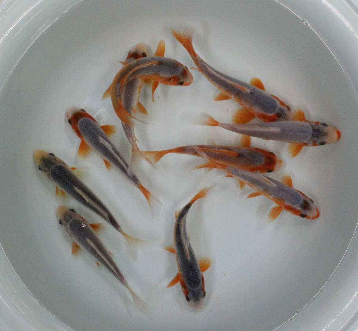 Yahoo!オークション - 【KHF】 錦鯉 浅黄 約13～16Cm 10セ...