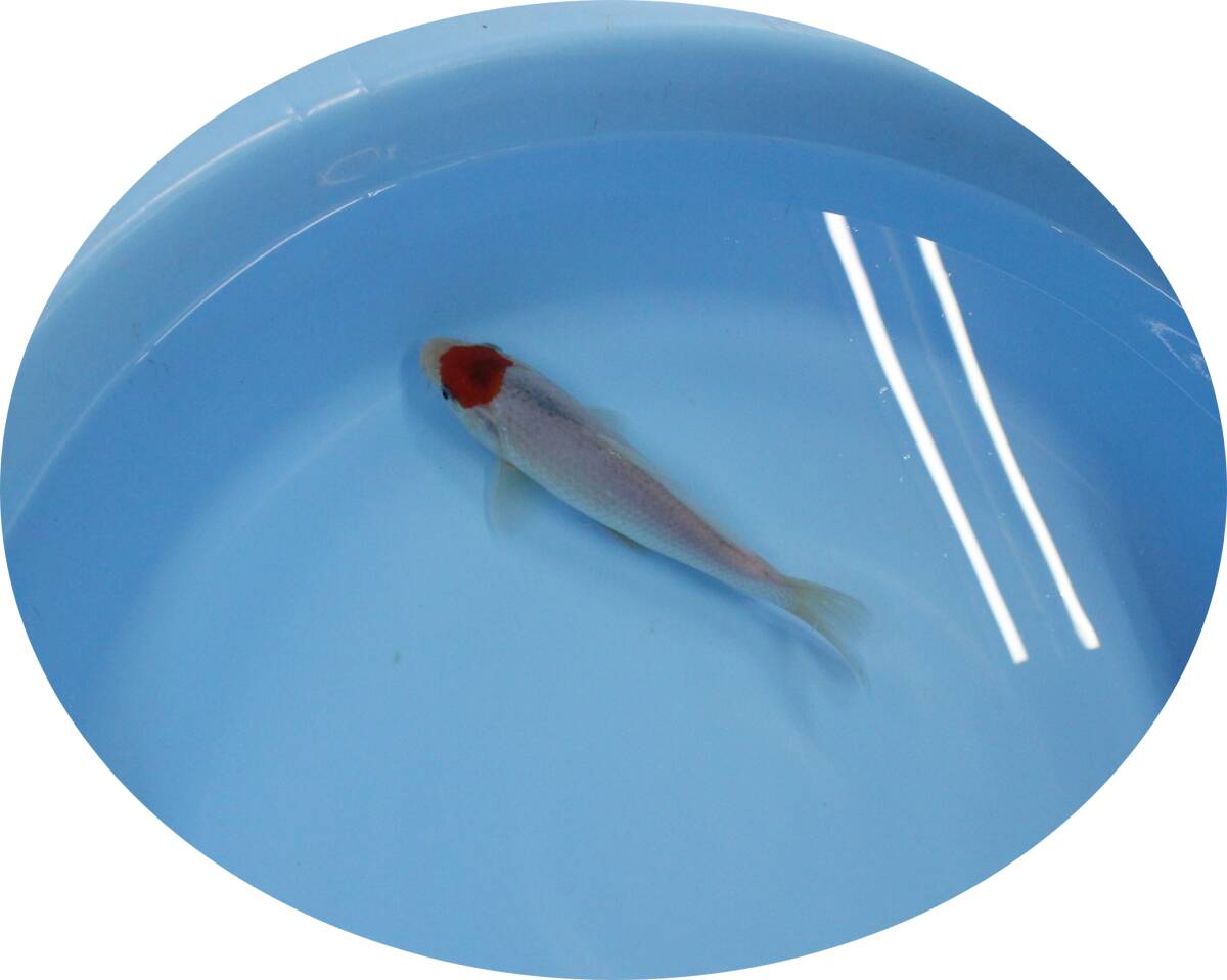 Yahoo!オークション - 【KHF】 錦鯉 丹頂五色 約18Cm 青木養鯉...