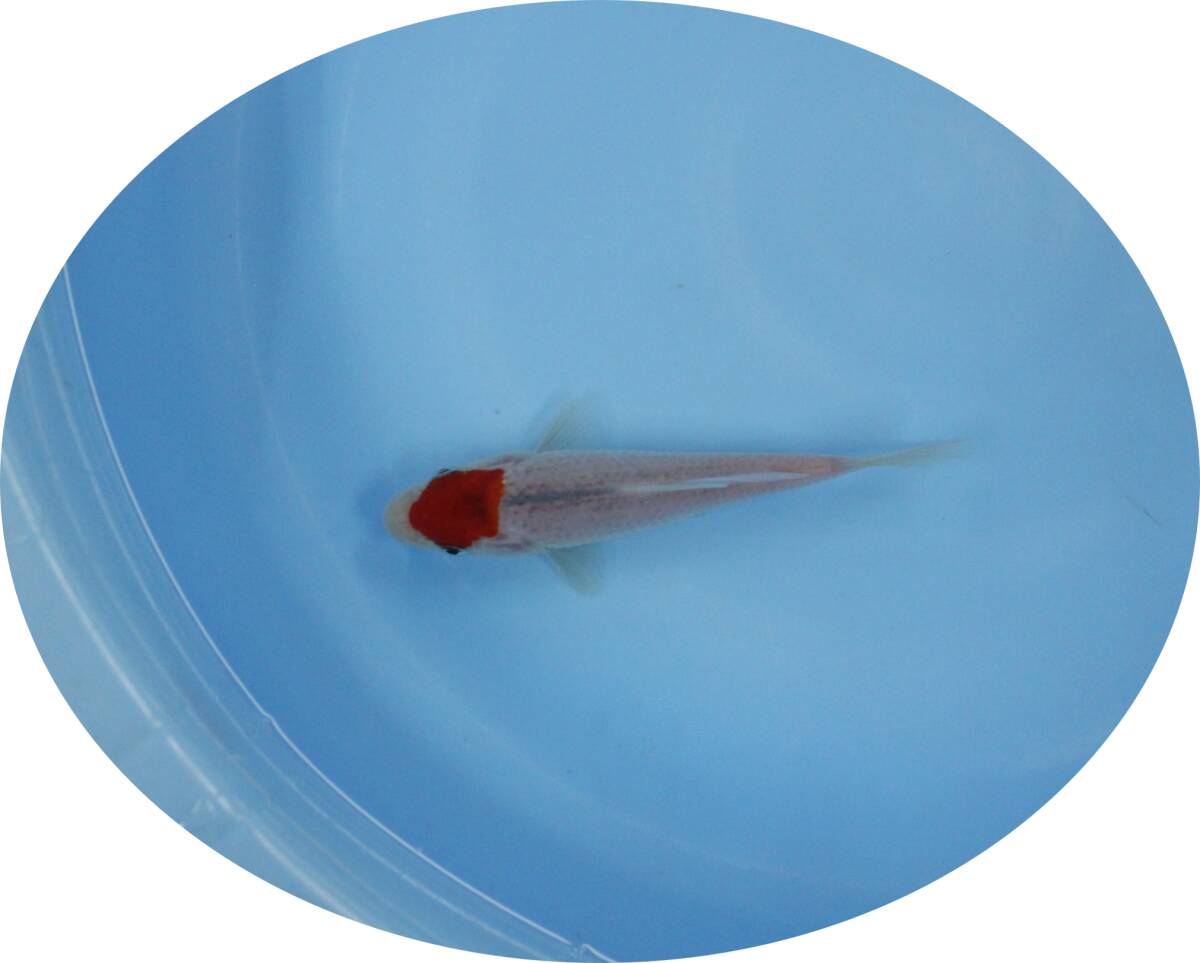 Yahoo!オークション - 【KHF】 錦鯉 丹頂五色 約14Cm 青木養鯉...