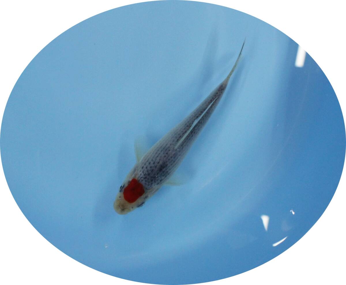 Yahoo!オークション - 【KHF】 錦鯉 丹頂五色 約16Cm 青木養鯉...