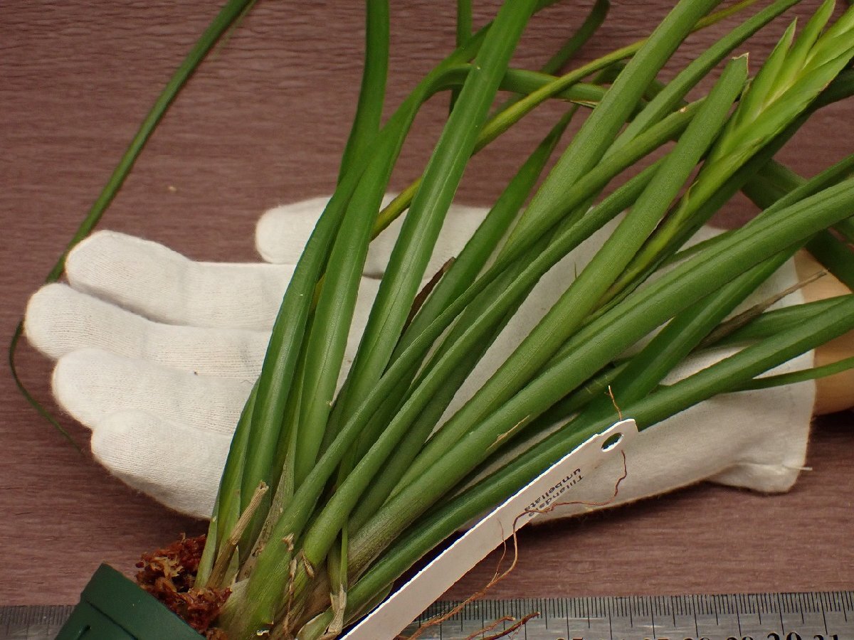 Tillandsia umbellata チランジア ウンベラータ 692 エアプランツEC(アナナス)｜売買されたオークション情報、yahooの商品情報をアーカイブ公開 - オークファン ...