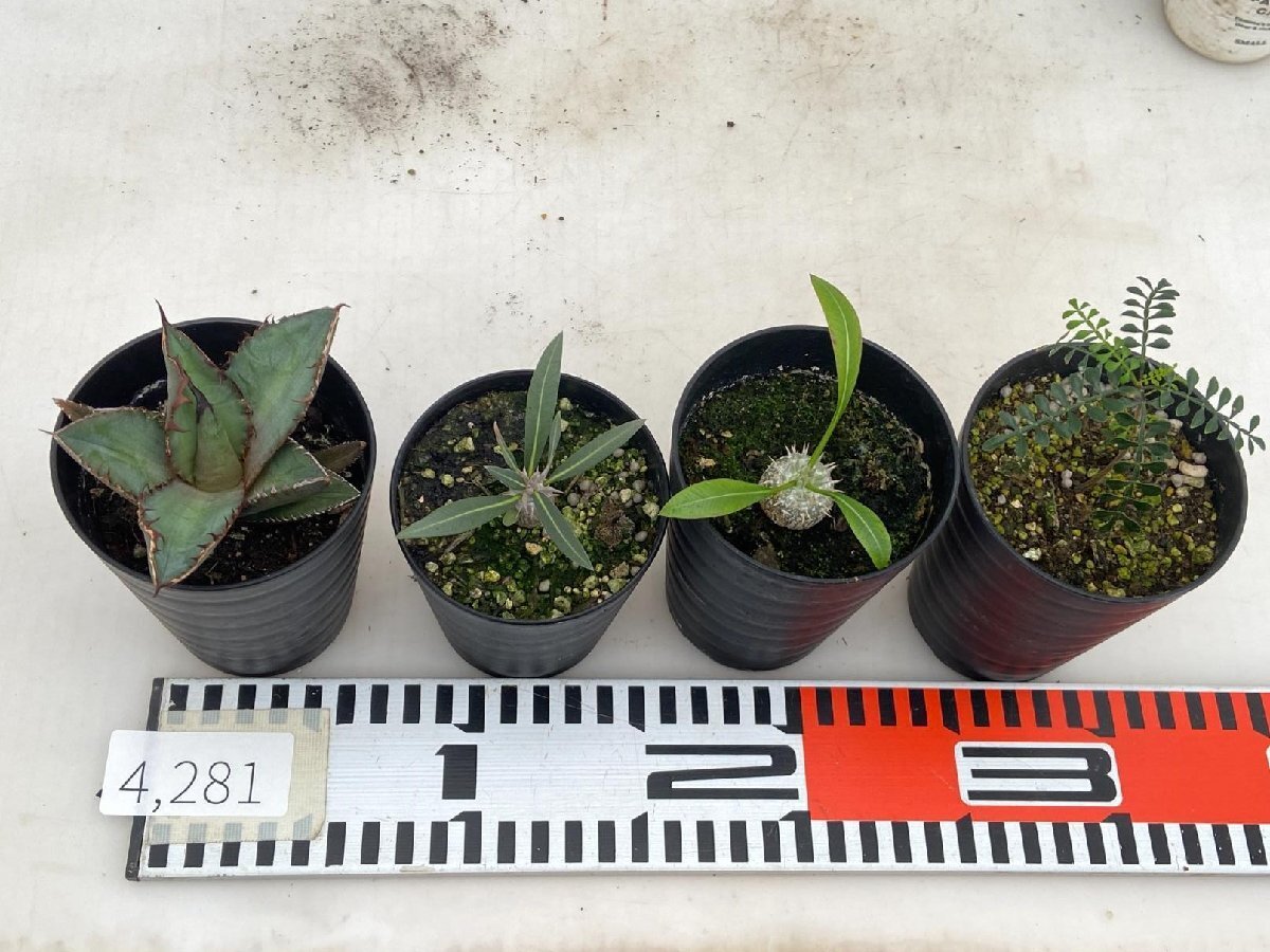 Yahoo!オークション - 4281 「実生」塊根・多肉植物 4株セット【A黒火...