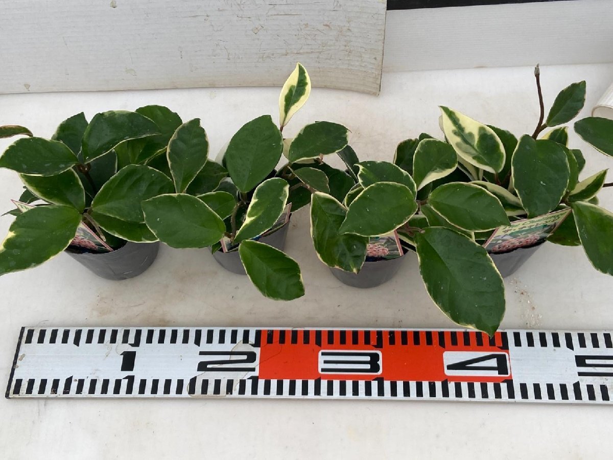 Yahoo!オークション - 8658 「観葉植物」ホヤ カルノーサ 4株セット【...