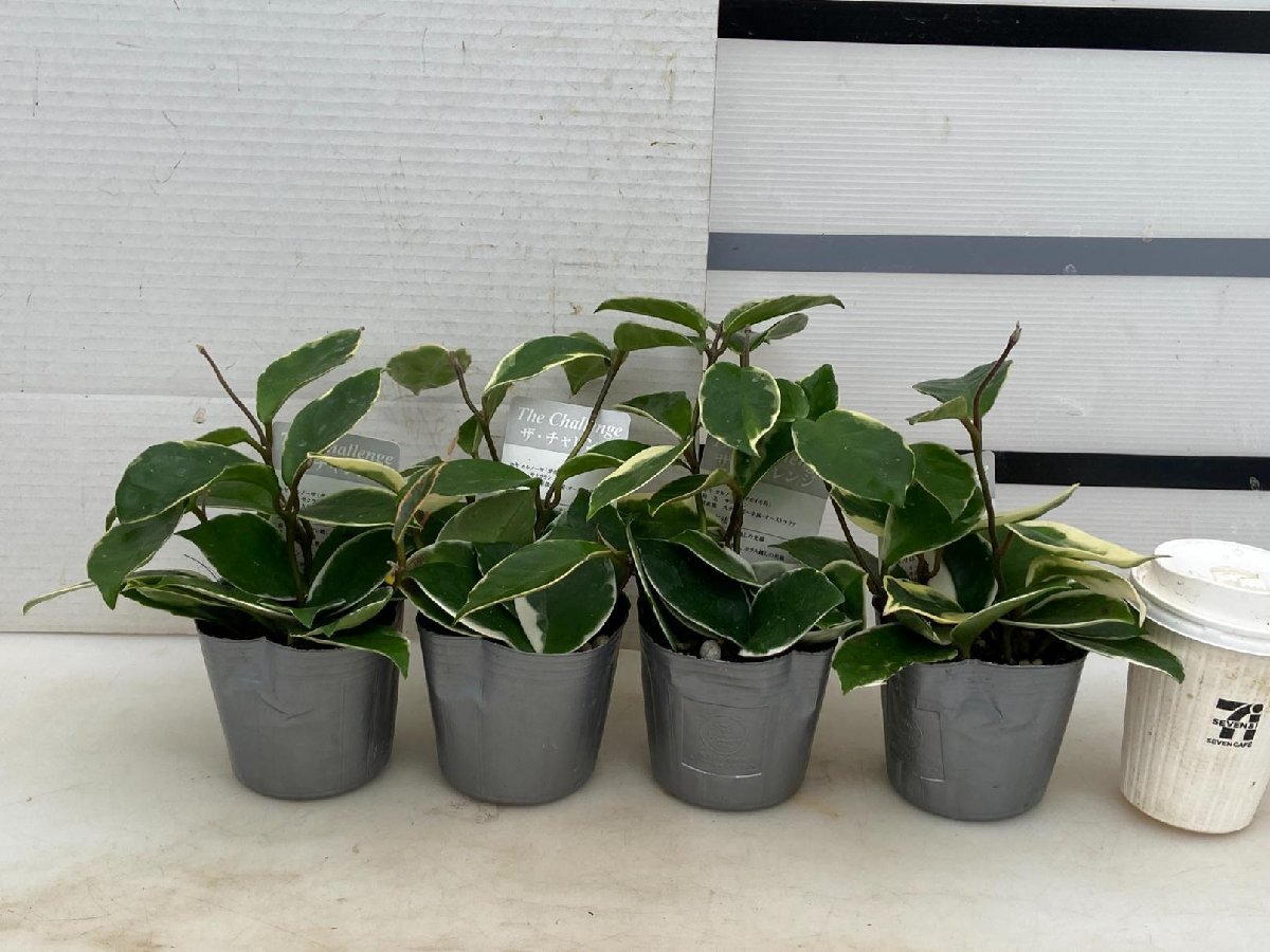 Yahoo!オークション - 8658 「観葉植物」ホヤ カルノーサ 4株セット【...