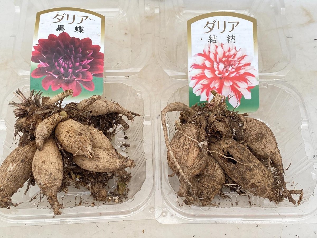 Yahoo!オークション - 8765 「観葉植物」ダリア 球根2株セット【dahlia...