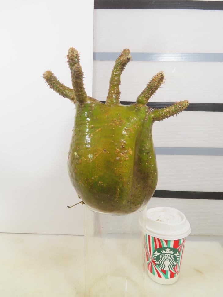 Yahoo!オークション - 2839 「塊根植物」パキポディウム グラキリス M ...