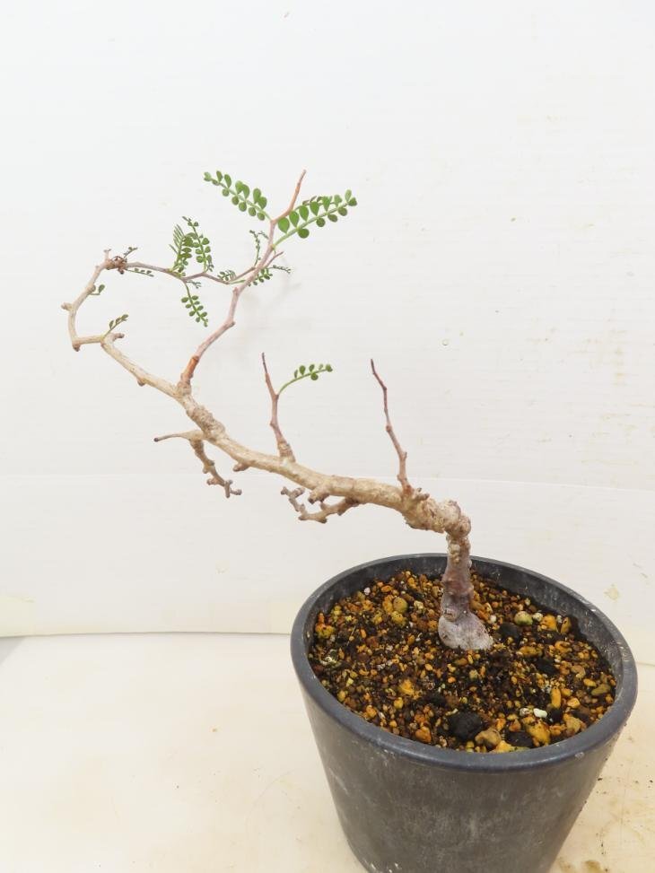 Yahoo!オークション - 4098 「実生株」オペルクリカリア パキプス 根上...