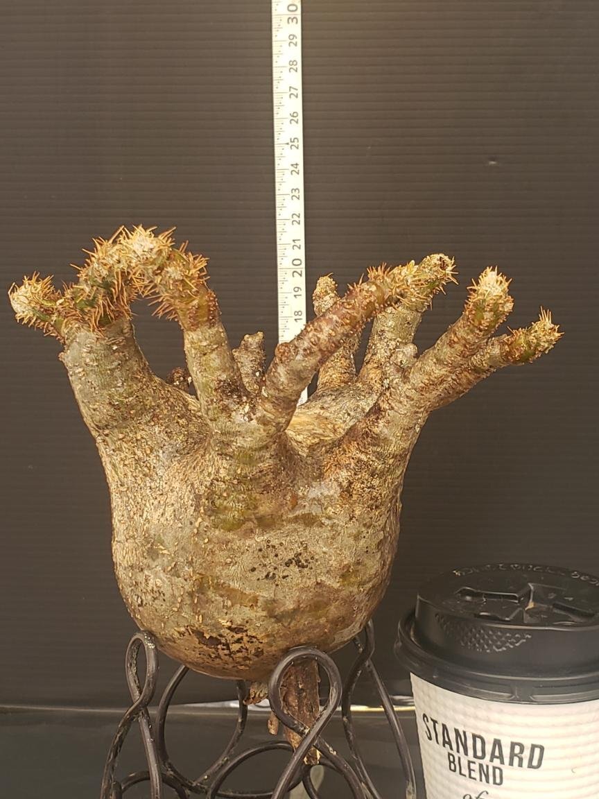 Yahoo!オークション - 9713 「塊根植物」パキポディウム グラキリス M ...